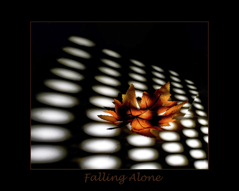 Tampa Area Professional Photographers Association - Gallery